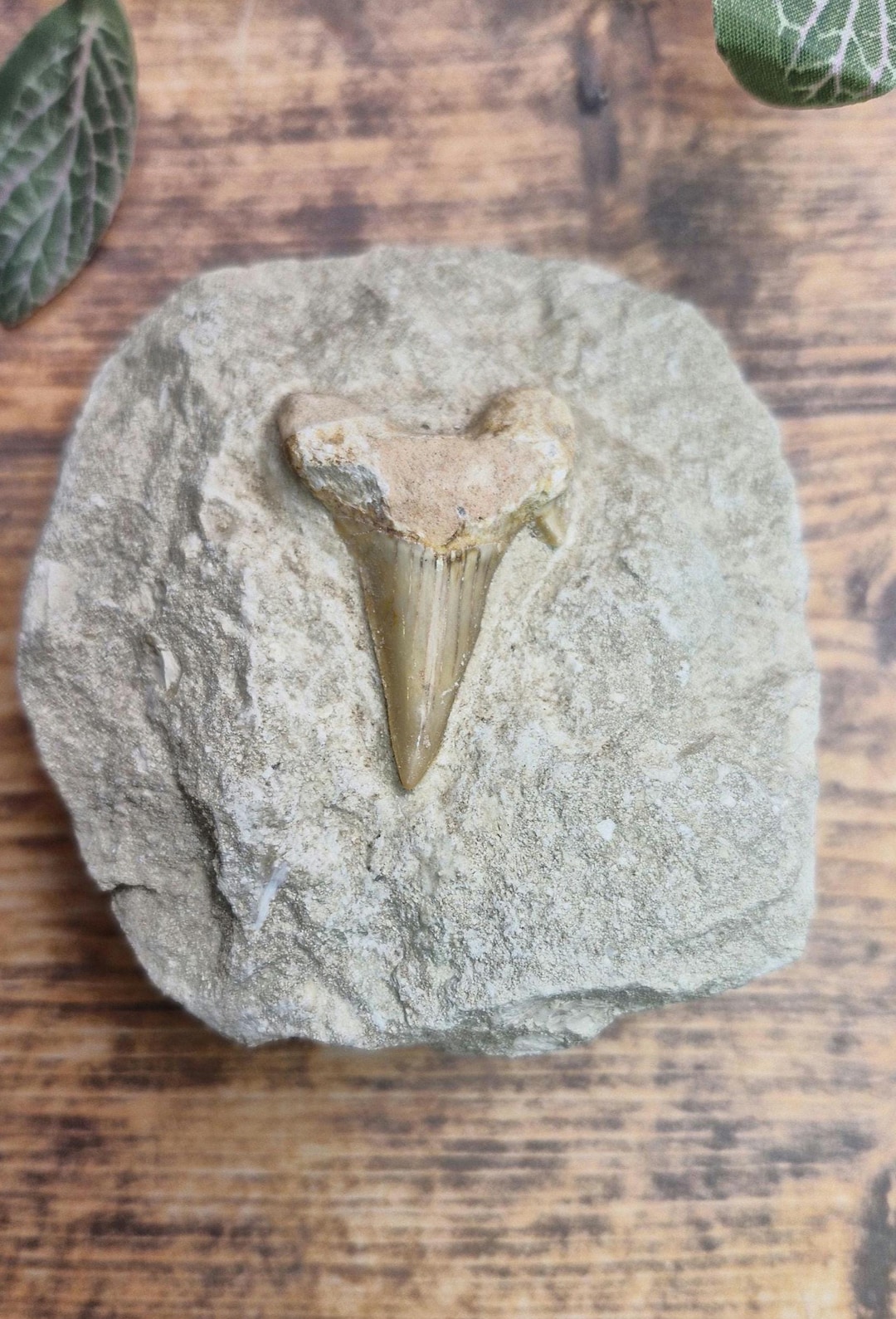 Otodus Shark Teeth in Rock Matrix | Shark Fossils | Shark Teeth - Etsy