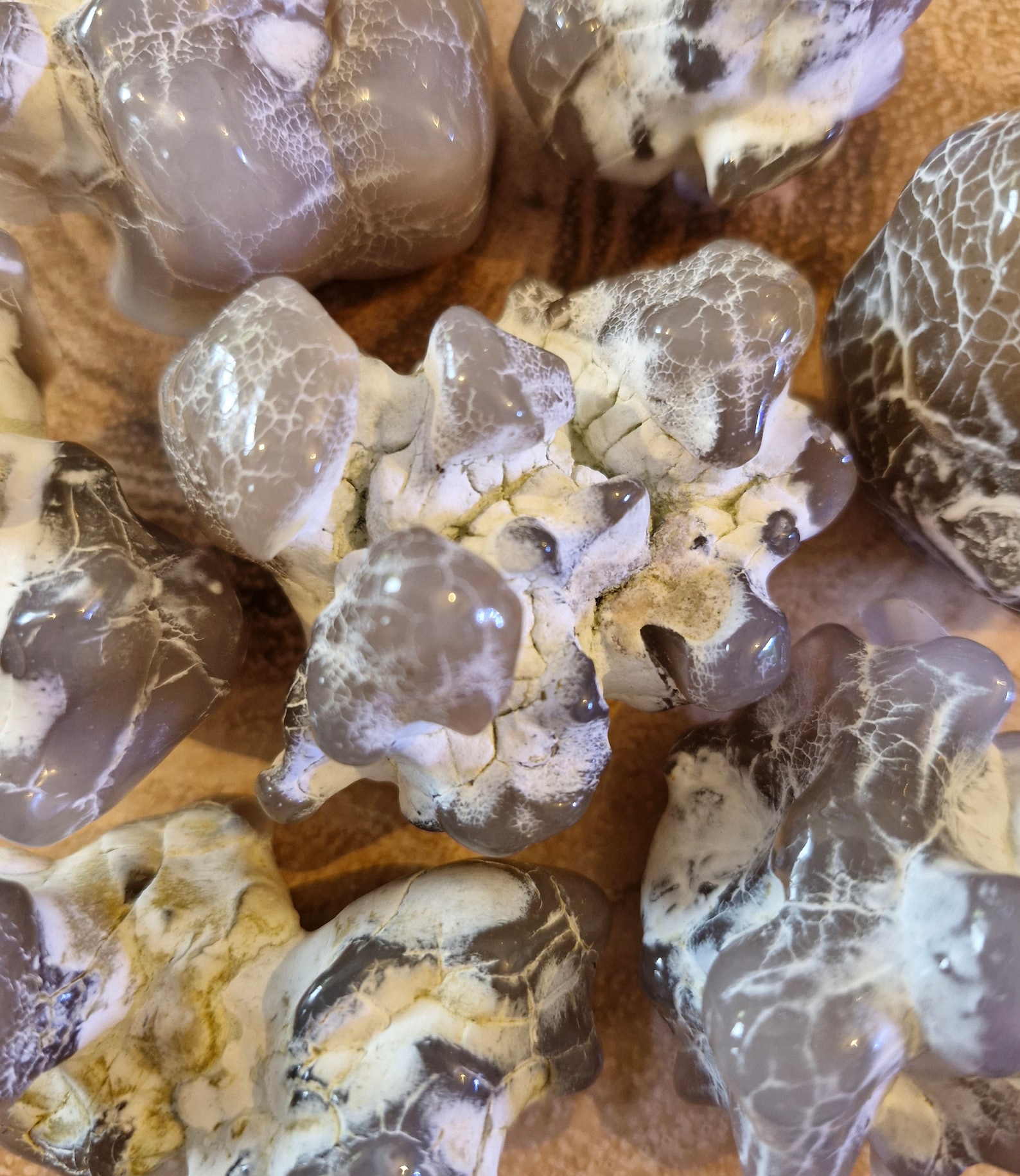 Snake Skin Agate - Etsy