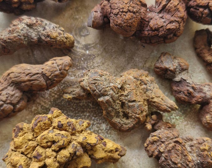 3"-4" Dinosaur Poop Petrified Coprolite Natural Fossil Rock Stone ...
