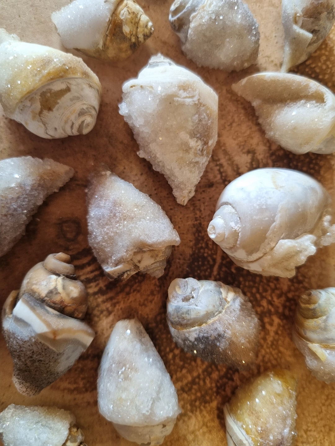 Chalcedony and Quartz Gastropods - Etsy