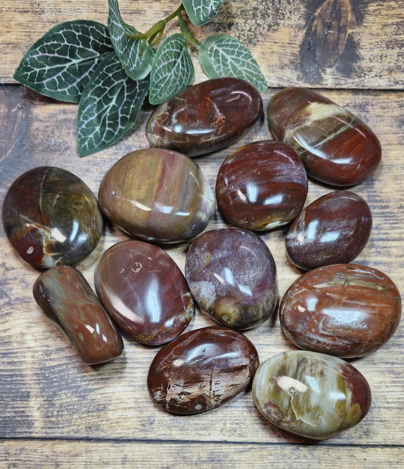 Natural Wet Polish Petrified Wood Palm Stones - Etsy