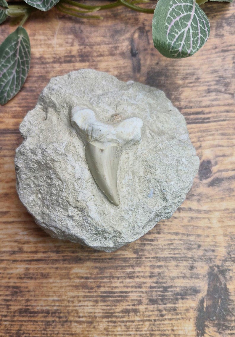 Otodus Shark Teeth in Rock Matrix | Shark Fossils | Shark Teeth - Etsy