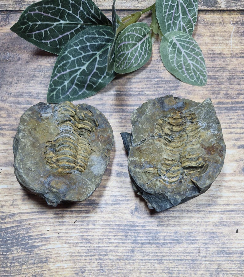 Triobite Fossil Specimen | Fossils | Fossil Collector - Etsy