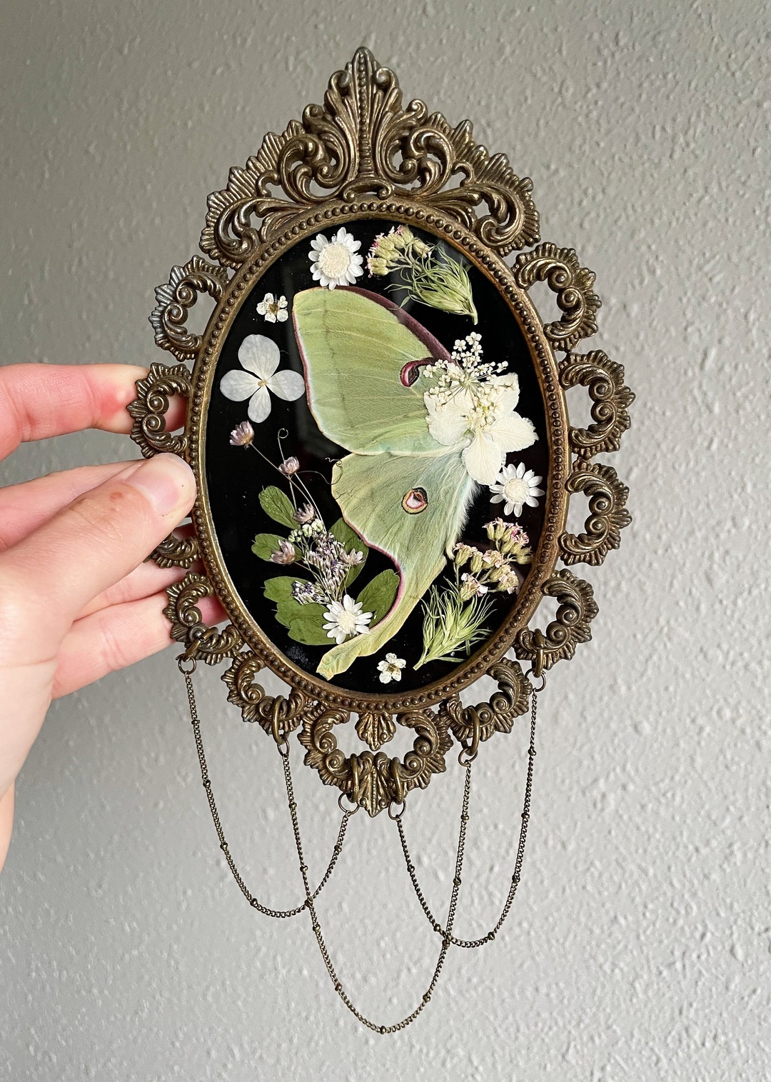 Real Luna Moth Wings in Vintage Frame, Luna Moth, Oddities, Entomology ...