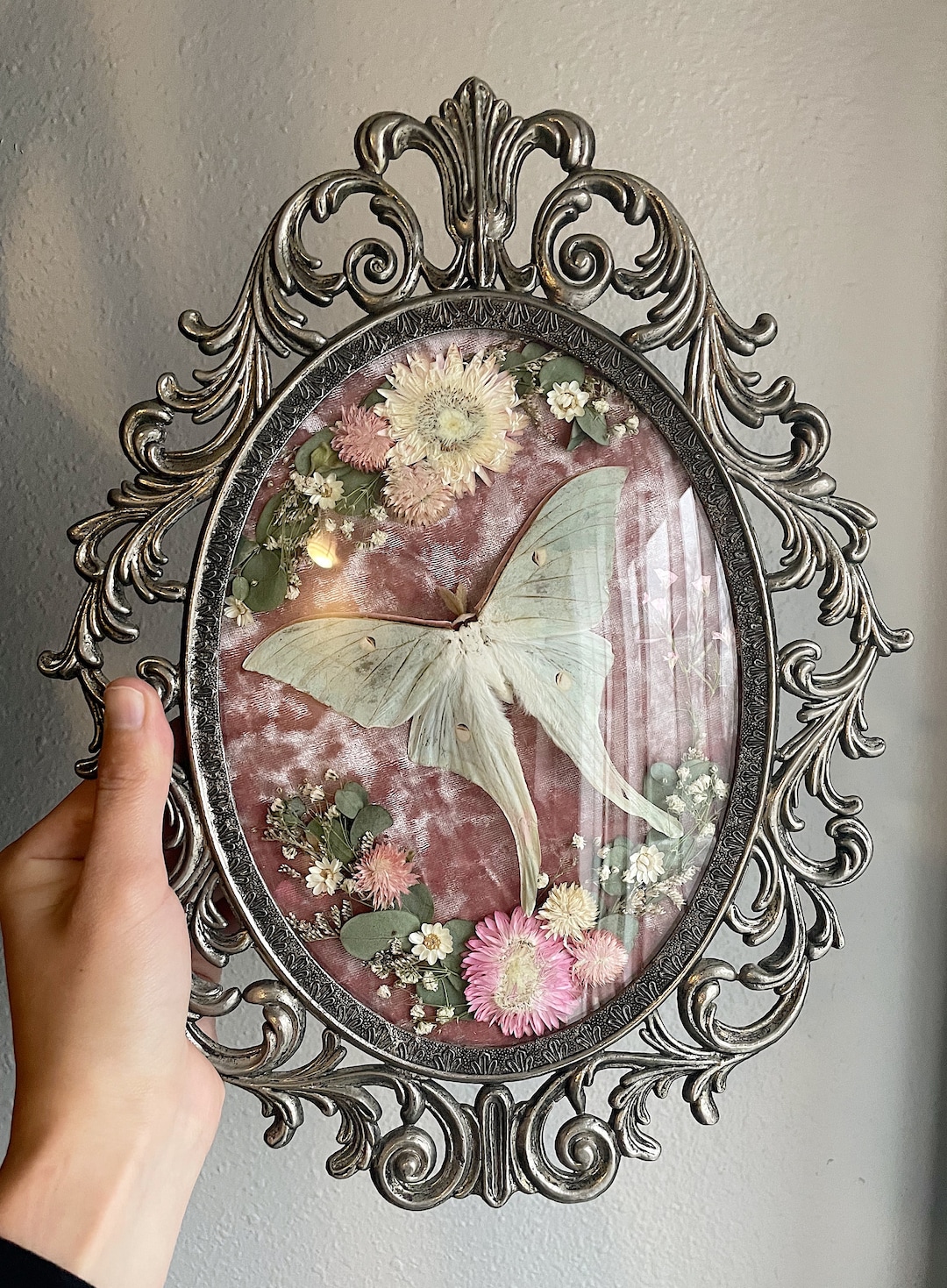 Real Luna Moth in Vintage Bubble Glass Frame, Luna Moth, Taxidermy Moth ...