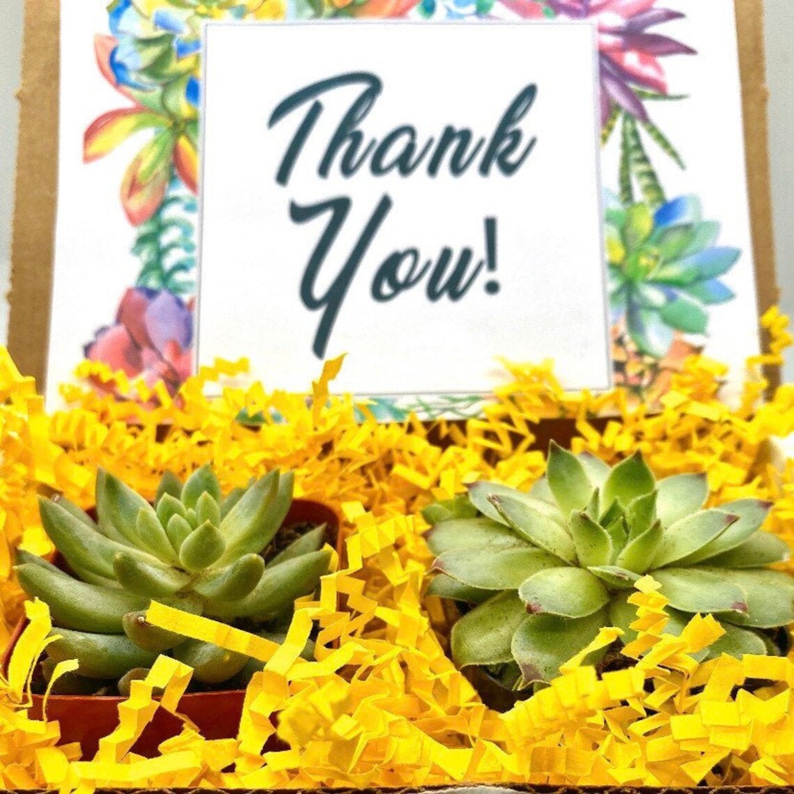 Thank You Succulent Gift Box | Etsy