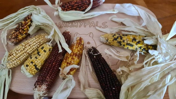 German Corn Cobs - Etsy