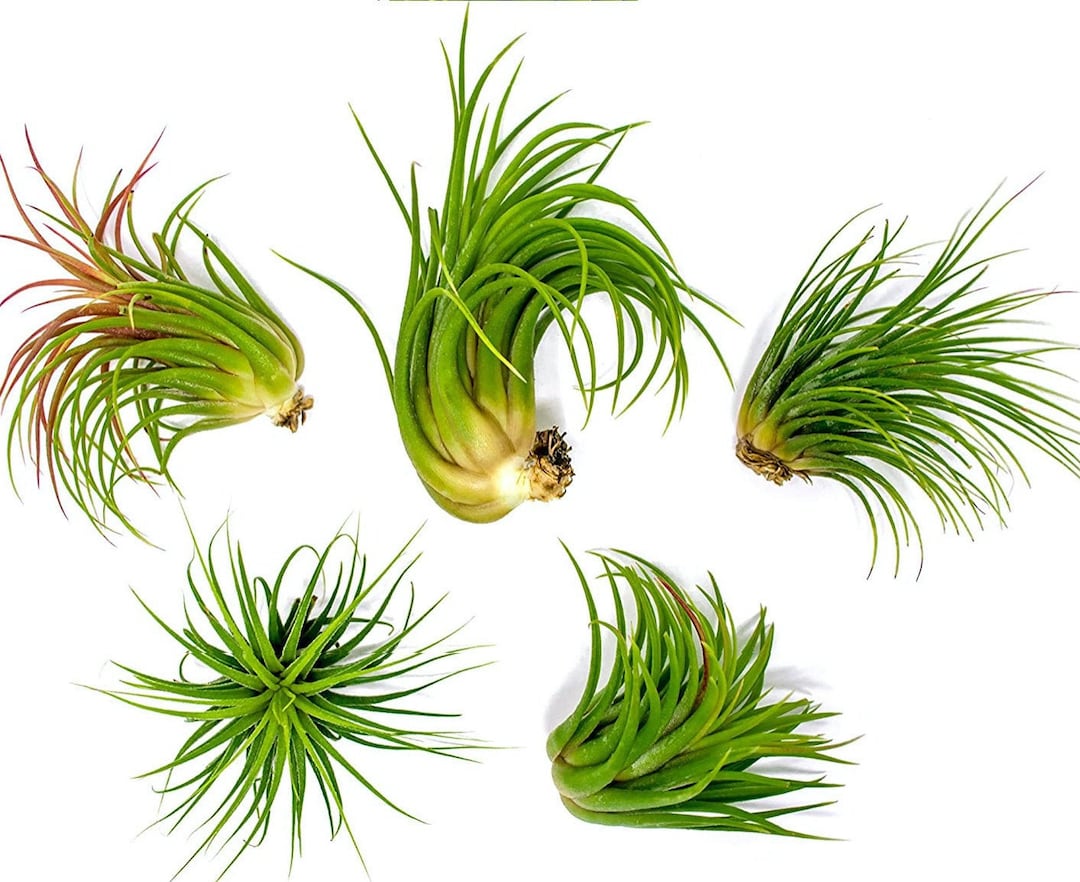 Ionantha Tillandsia Small Air Plant Pack | 2 to 3.5 | Live Tropical ...