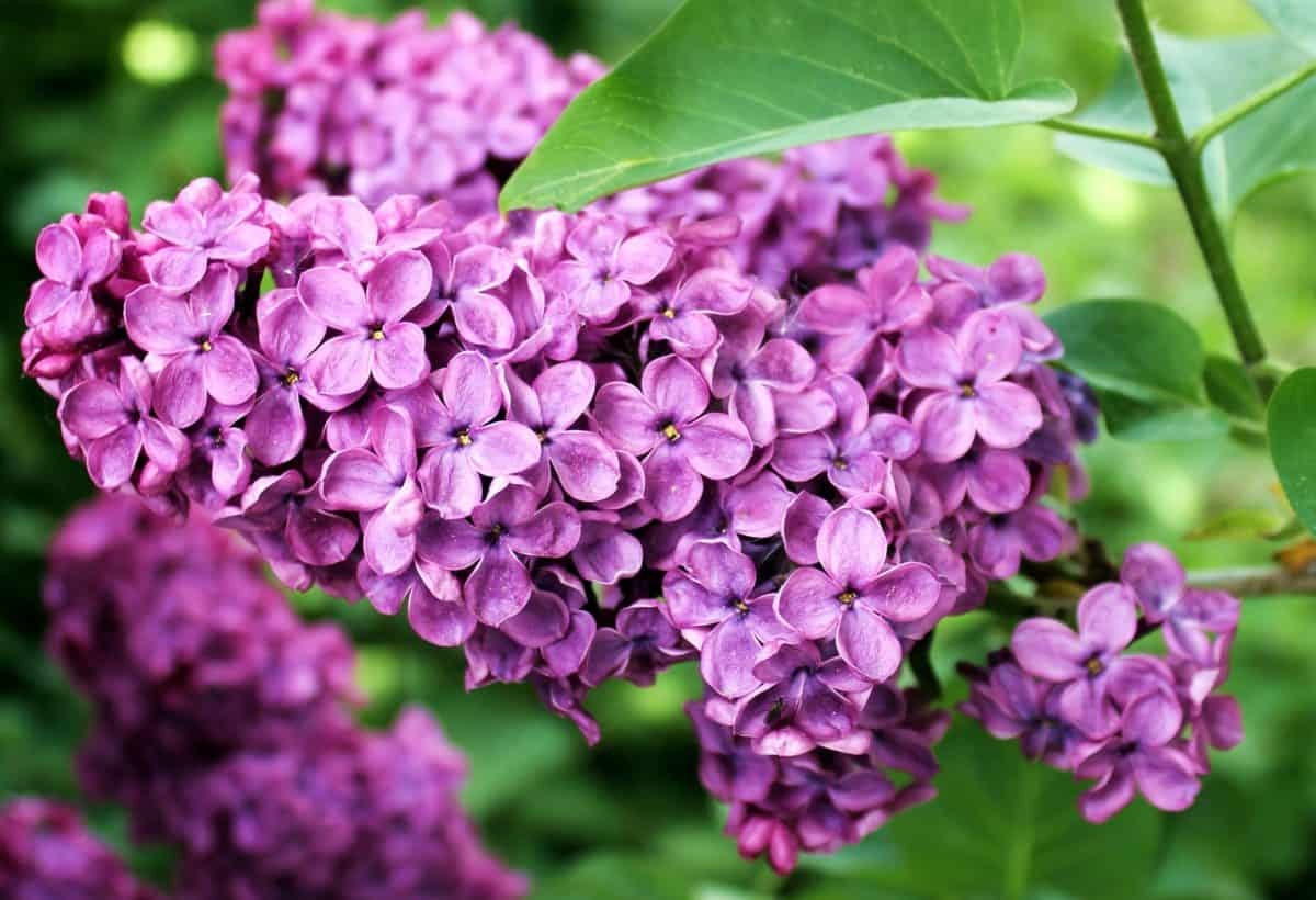 Lilac Absolute Oil Lilac Organic Extracted Essential Oil Pure Lilac ...