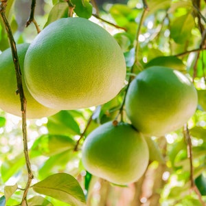 Pomelo Essential Oil Pure Natural Citrus Grandis Oil Cold Pressed ...