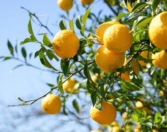 Yuja Fruit - Etsy