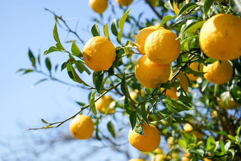 Yuzu Essential Oil Pure Yuzu Fruit Oil Cold Pressed Genuine Yuja Fruit ...