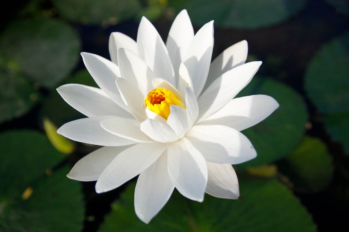 White Lotus Absolute Oil Pure White Lotus Essential Oil Organically ...