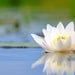 White Lotus Absolute Oil Pure White Lotus Essential Oil Organically ...