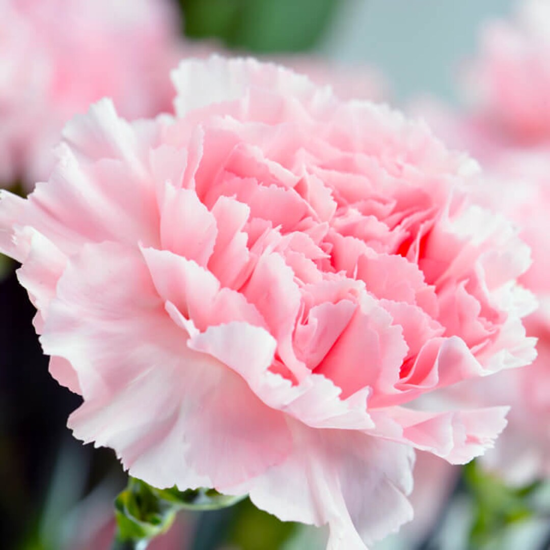 Carnation Absolute Oil Carnation Essential Oil Pure Lilac Extract ...