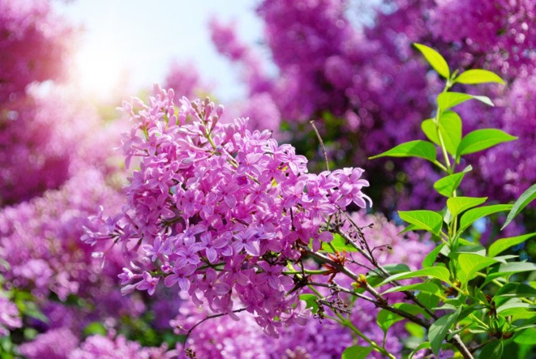 Lilac Absolute Oil Lilac Organic Extracted Essential Oil Pure Lilac ...