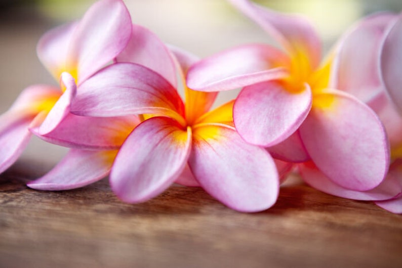 Frangipani Absolute Oil Pure Plumeria Absolute Oil Genuine Frangipani ...