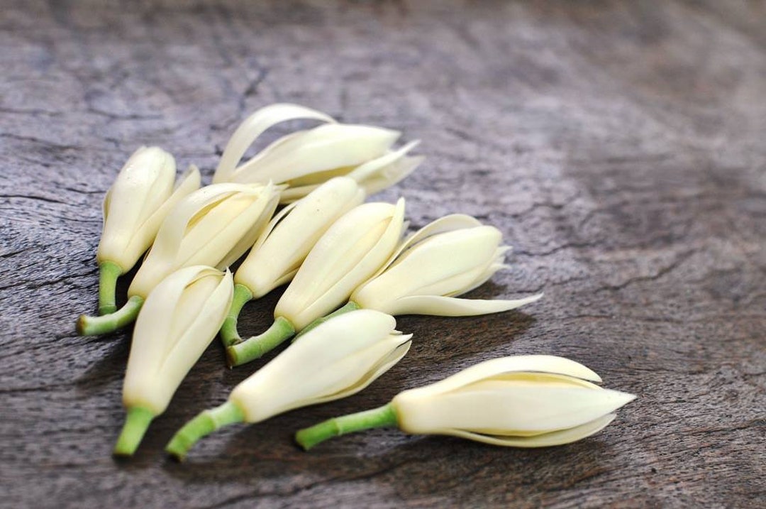 Magnolia Essential Oil Pure White Champaca Oil Steam Distilled Genuine ...