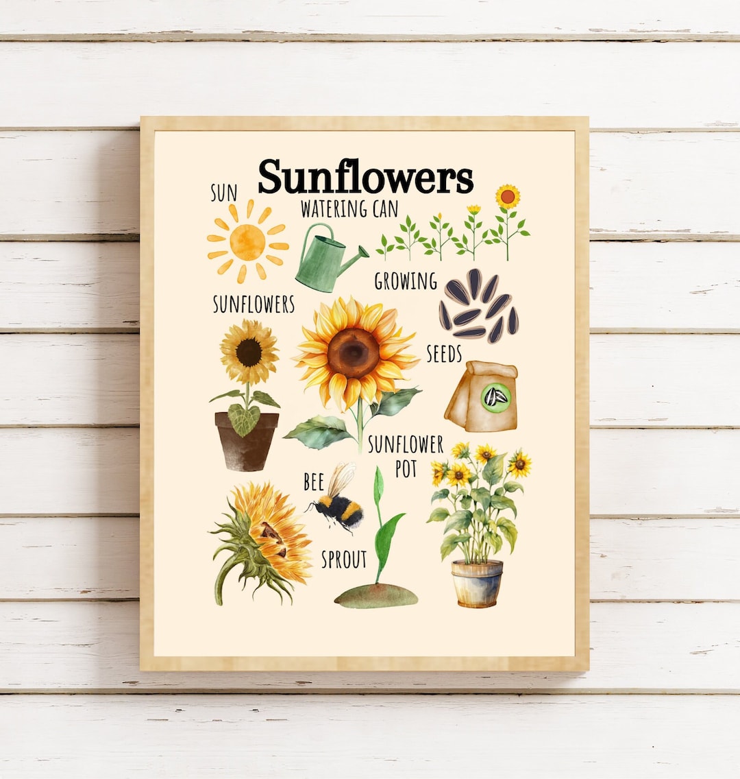 Sunflower Educational Poster, Sunflower Nature Study, Nature Learning ...