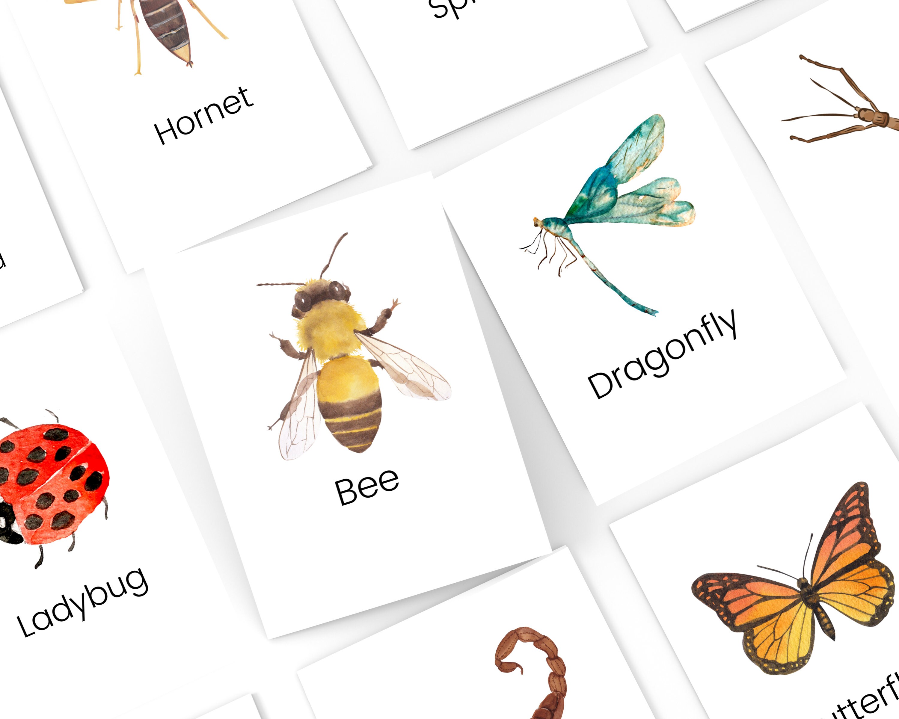 24 Insects Flashcards, Montessori Flashcards, INSTANT DOWNLOAD ...