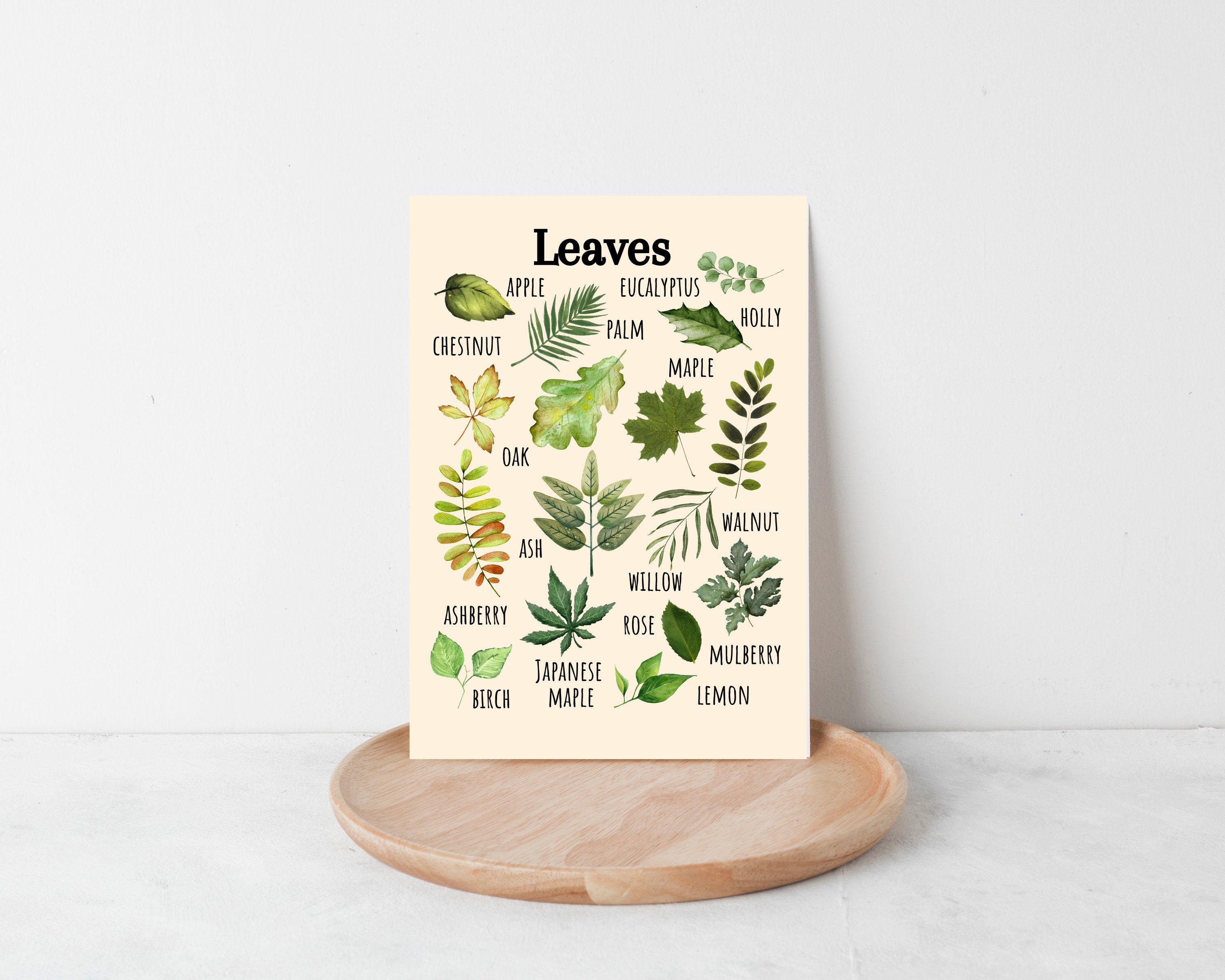 Leaves Educational Poster: Montessori Homeschool Art (digital Download ...