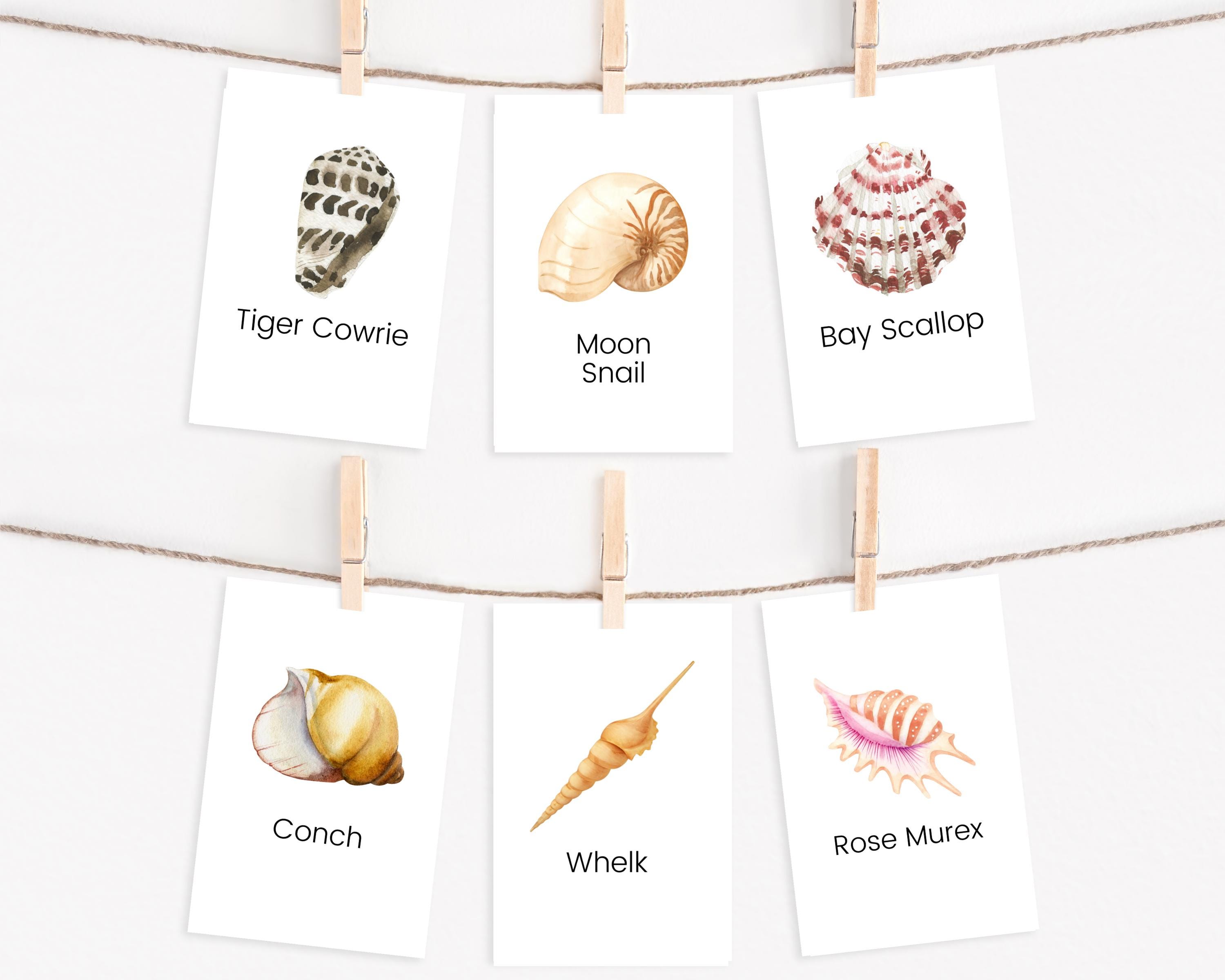 Seashell Flashcards, Ocean Study Unit, Beach Unit, Montessori Printable ...