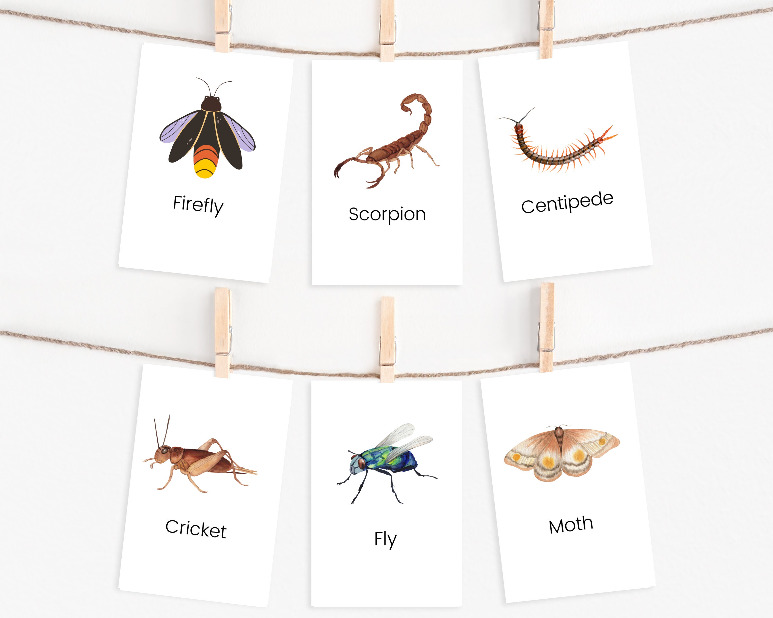 24 Insects Flashcards, Montessori Flashcards, INSTANT DOWNLOAD ...