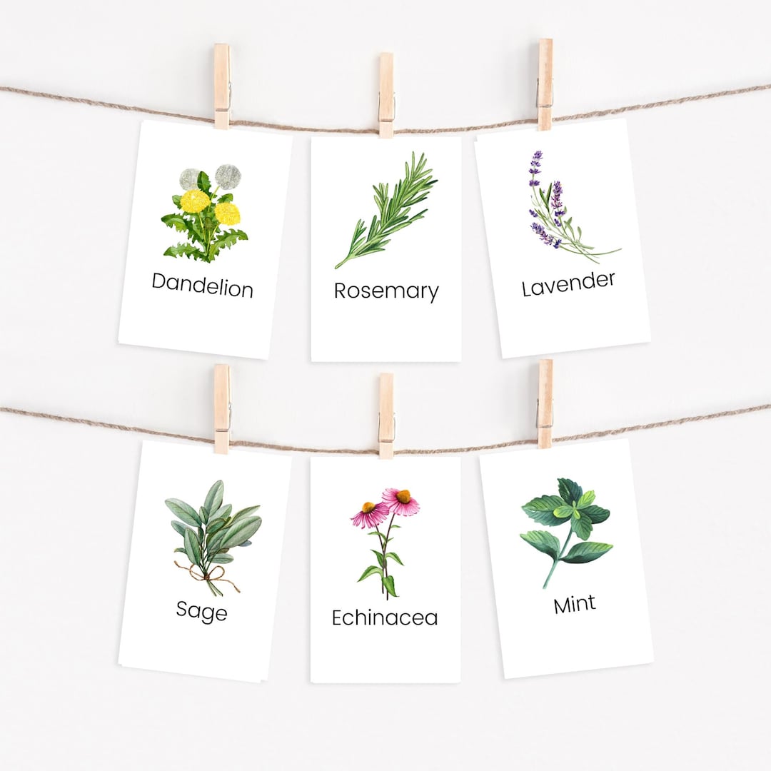 42 Herb Flashcards, Printable Garden Herbs, Medicinal Herbs, Montessori ...
