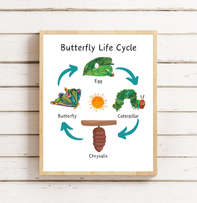 The Very Hungry Caterpillar Life Cycle Poster, Butterfly Lifecycle ...