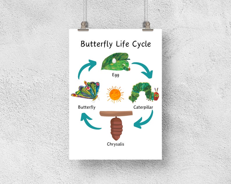 The Very Hungry Caterpillar Life Cycle Poster, Butterfly Lifecycle ...