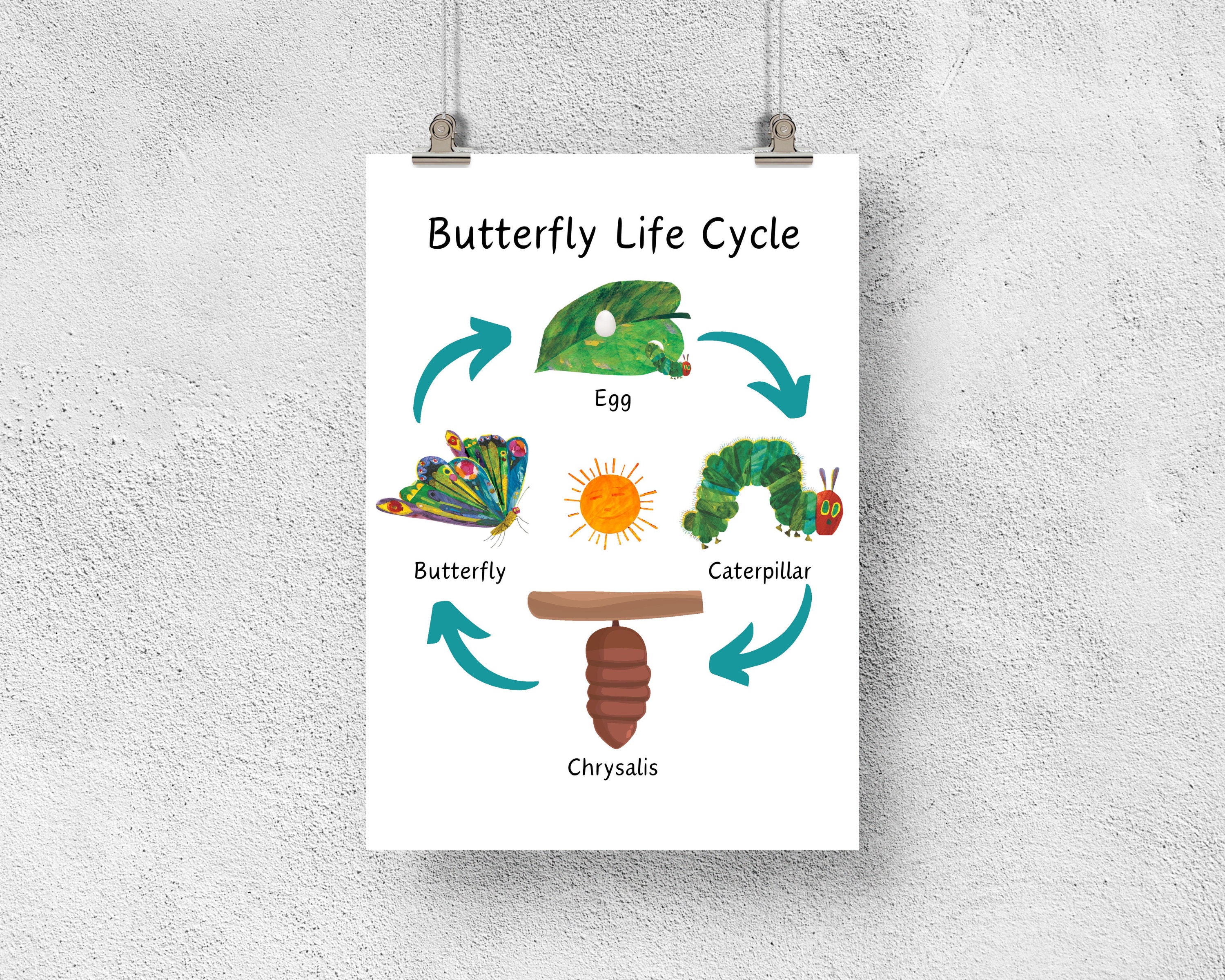 The Very Hungry Caterpillar Life Cycle Poster, Butterfly Lifecycle ...