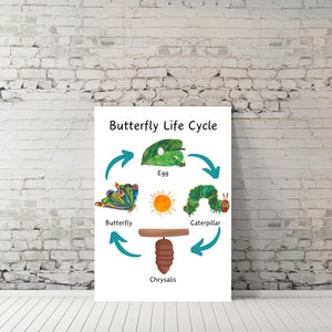 The Very Hungry Caterpillar Life Cycle Poster, Butterfly Lifecycle ...