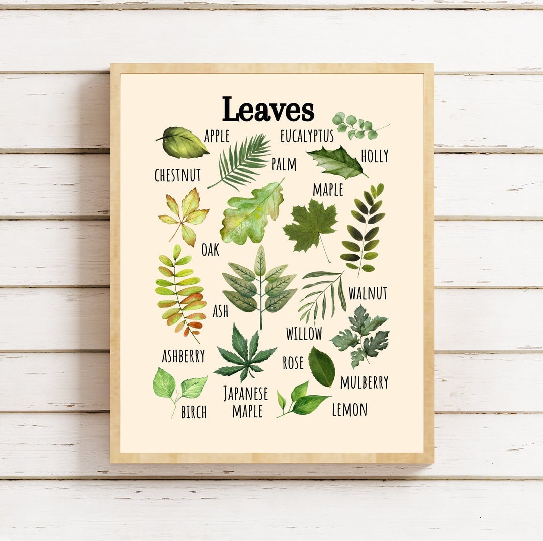Leaves Educational Poster, Leaves Printable Wall Art, Nature Learning ...