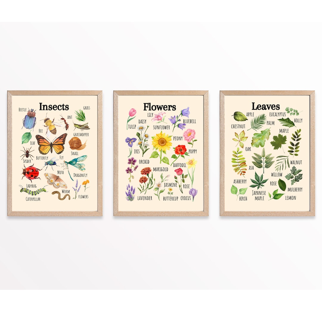 Insects Educational Poster, Flowers Poster, Printable Wall Art, Nature ...