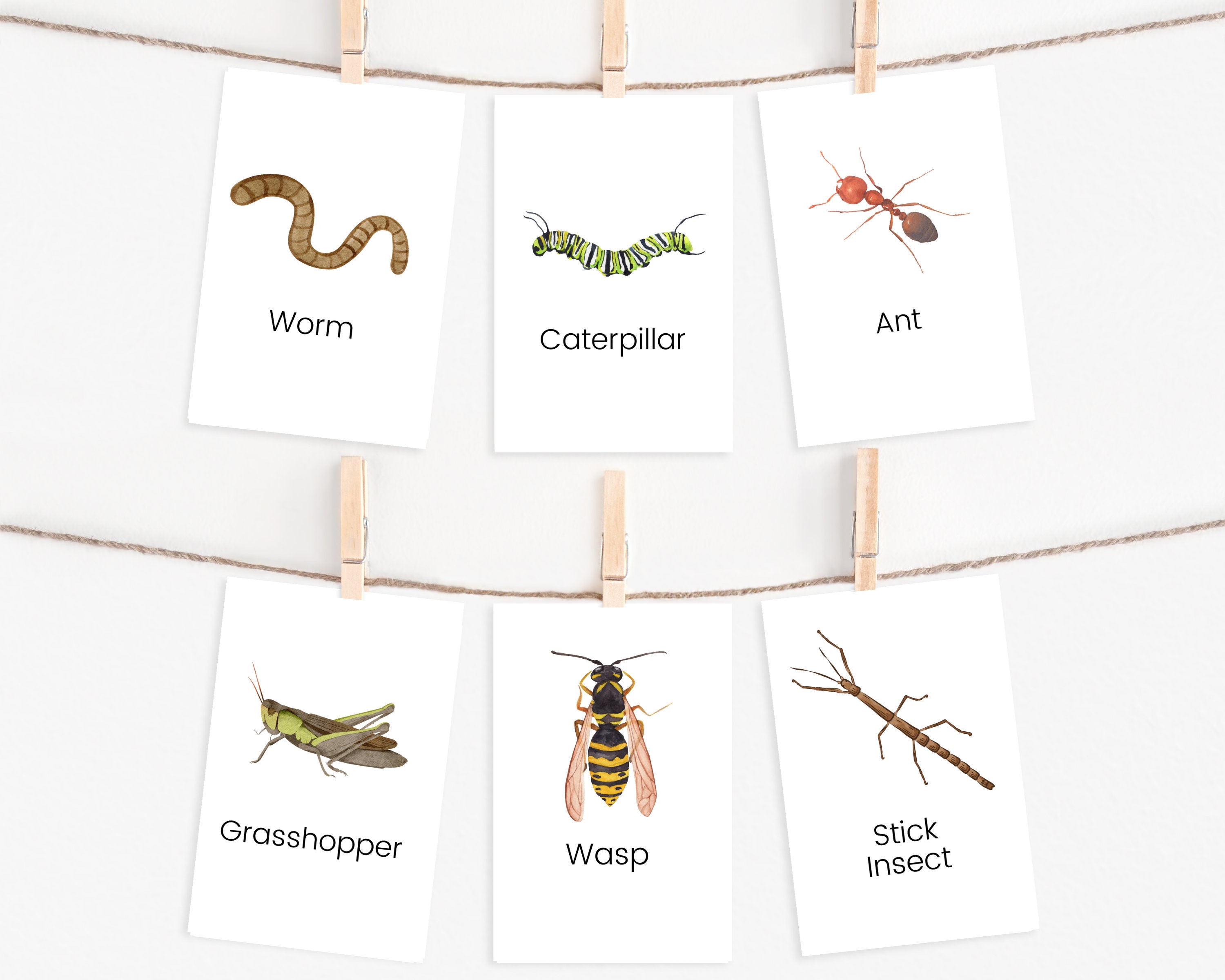 24 Insects Flashcards, Montessori Flashcards, INSTANT DOWNLOAD ...