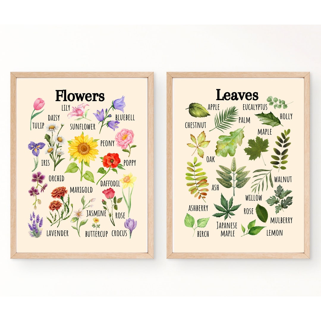Flowers Educational Poster, Leaves Poster, Printable Set of 2, Nature ...