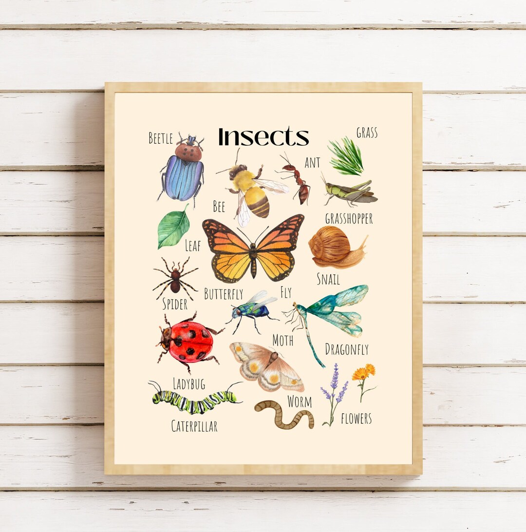 Insects Kids Poster, Insects Printable Wall Art, Nature Learning Poster ...