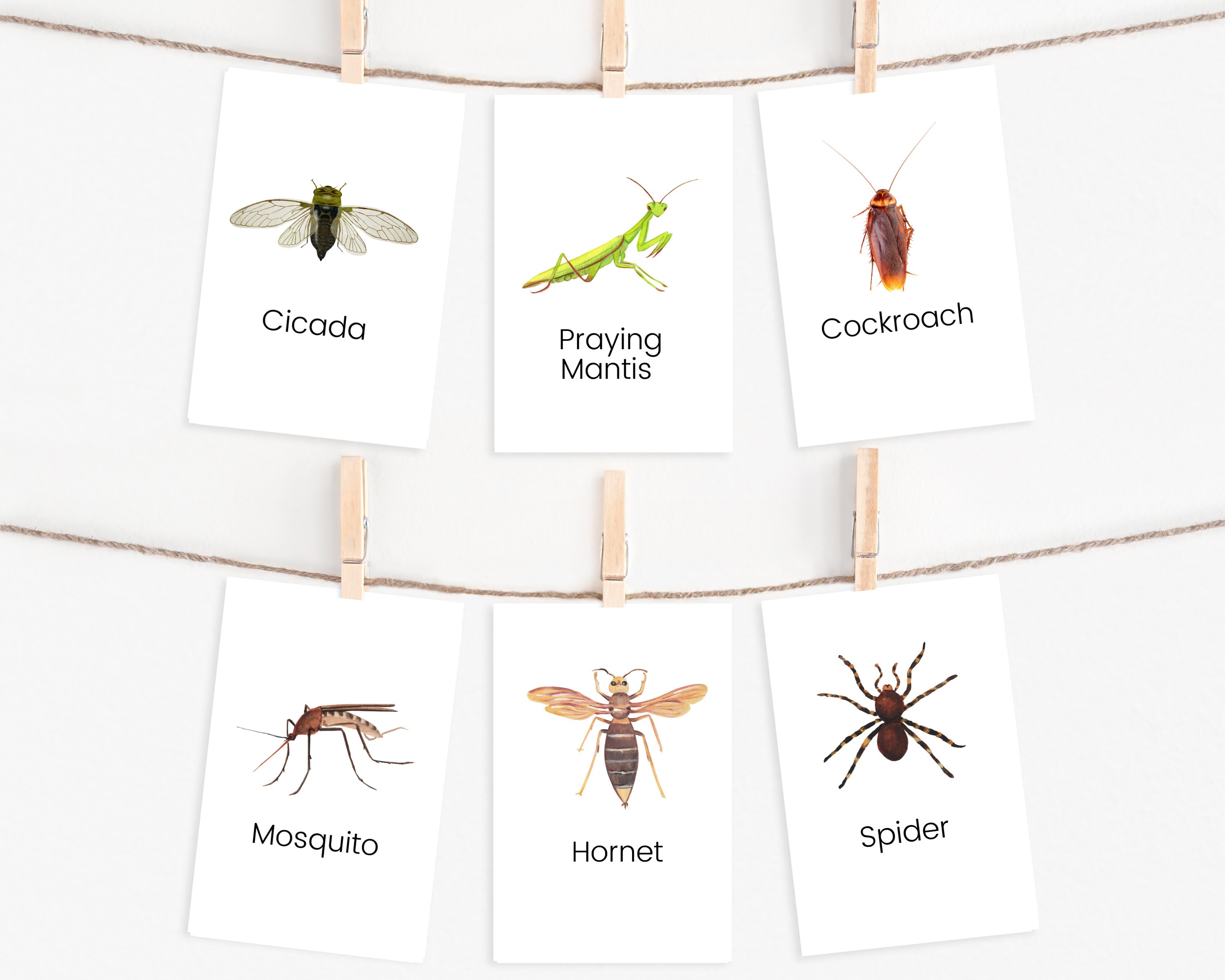 24 Insects Flashcards, Montessori Flashcards, INSTANT DOWNLOAD ...