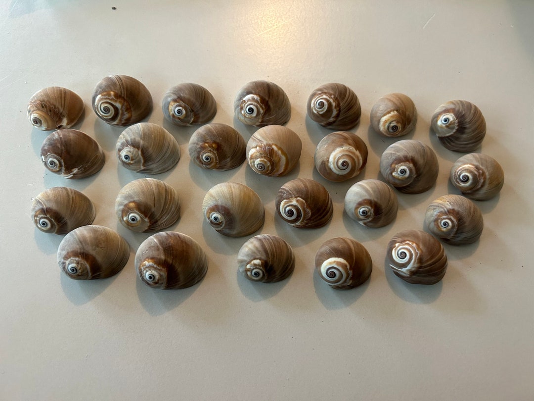 25 Shark Eye/moon Snail Shells - Etsy