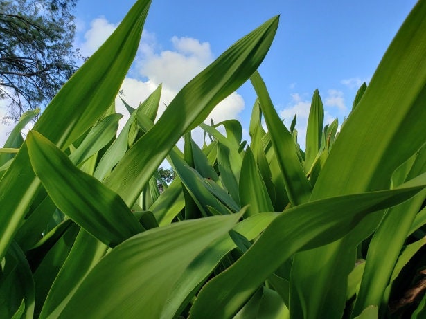 Hawaiian Grown Green Ti Leaf Log Cutting 1 Pack 2 Logs - Etsy