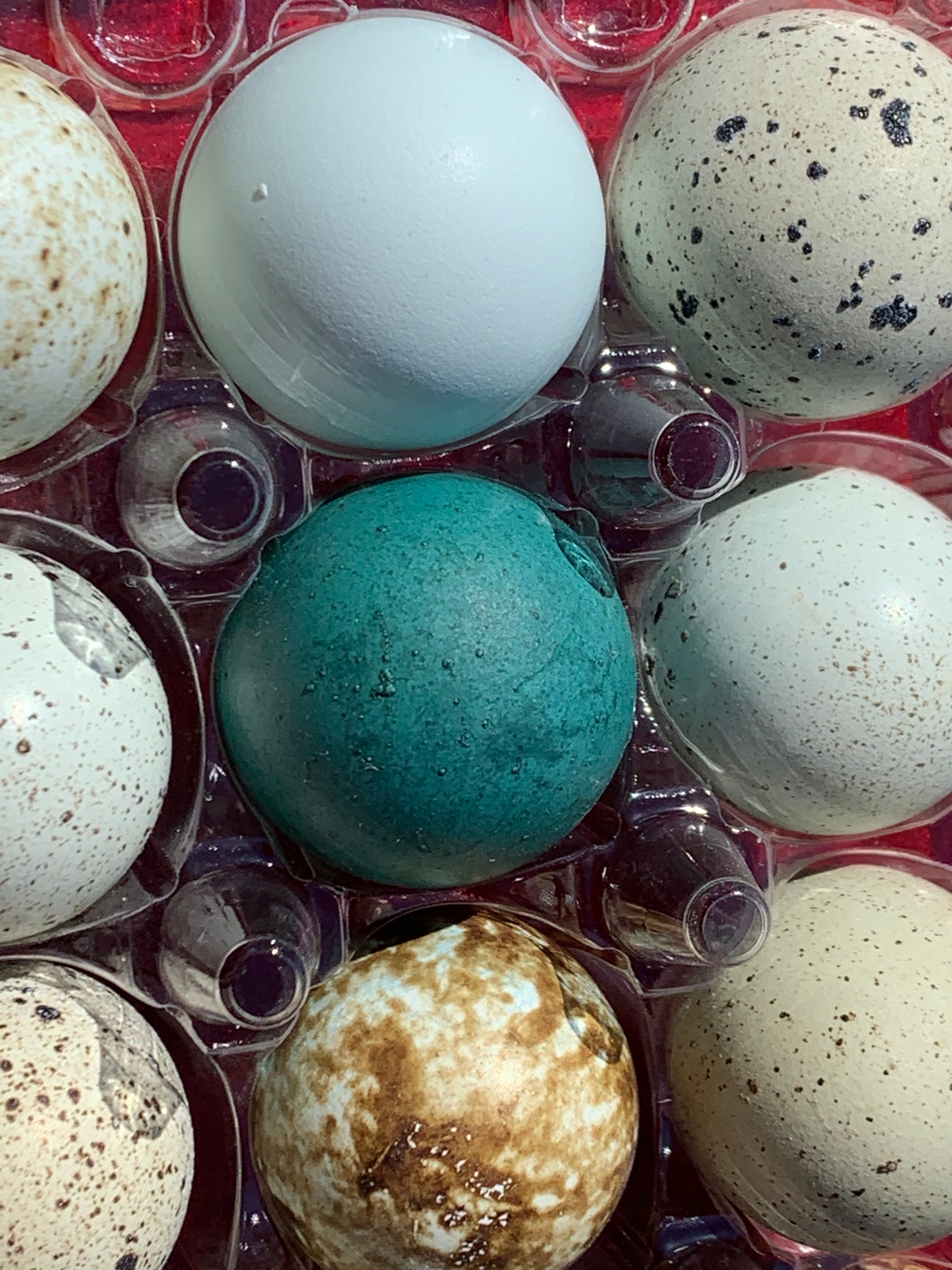12 Rare Colors Hollow Quail Eggs for Crafts Hand Blown 1 | Etsy
