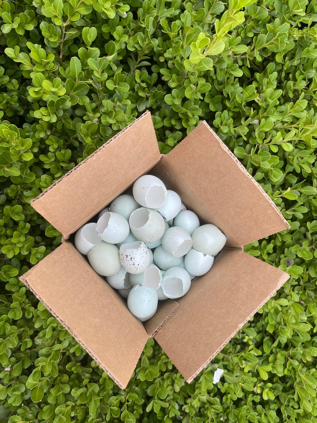 25+ Celadon Blue Quail Egg Shells for Crafts! - Open Ended **FREE ...