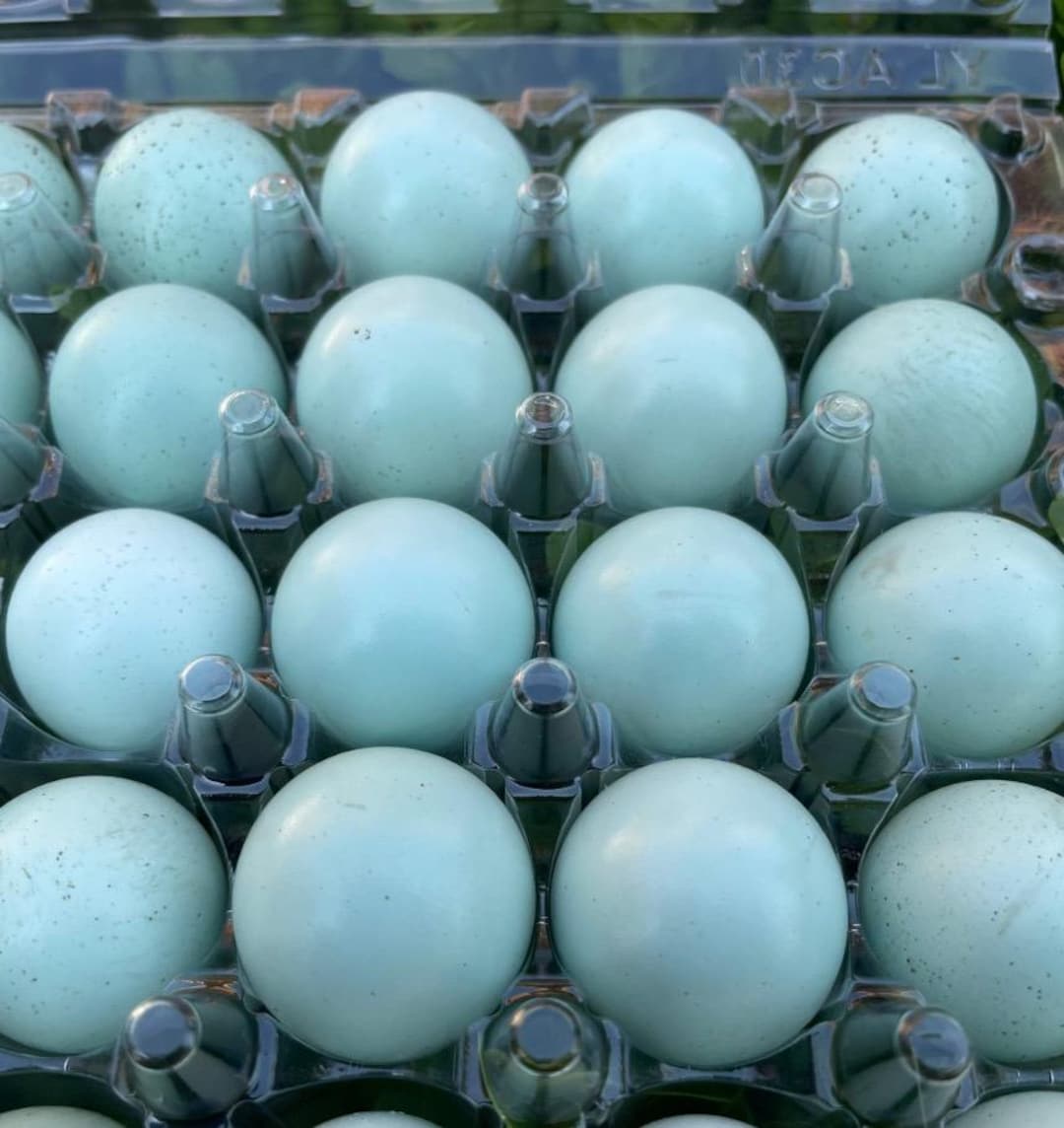 60 Celadon Blue Coturnix Quail Eggs **100% True Blue!** - Etsy