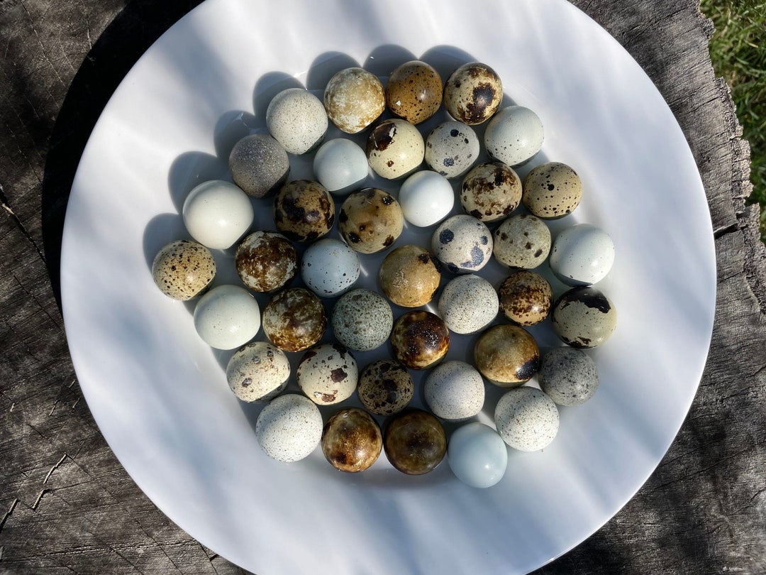 25+ Open Ended Mixed Colors Quail Egg Shells for Crafts! **FREE ...