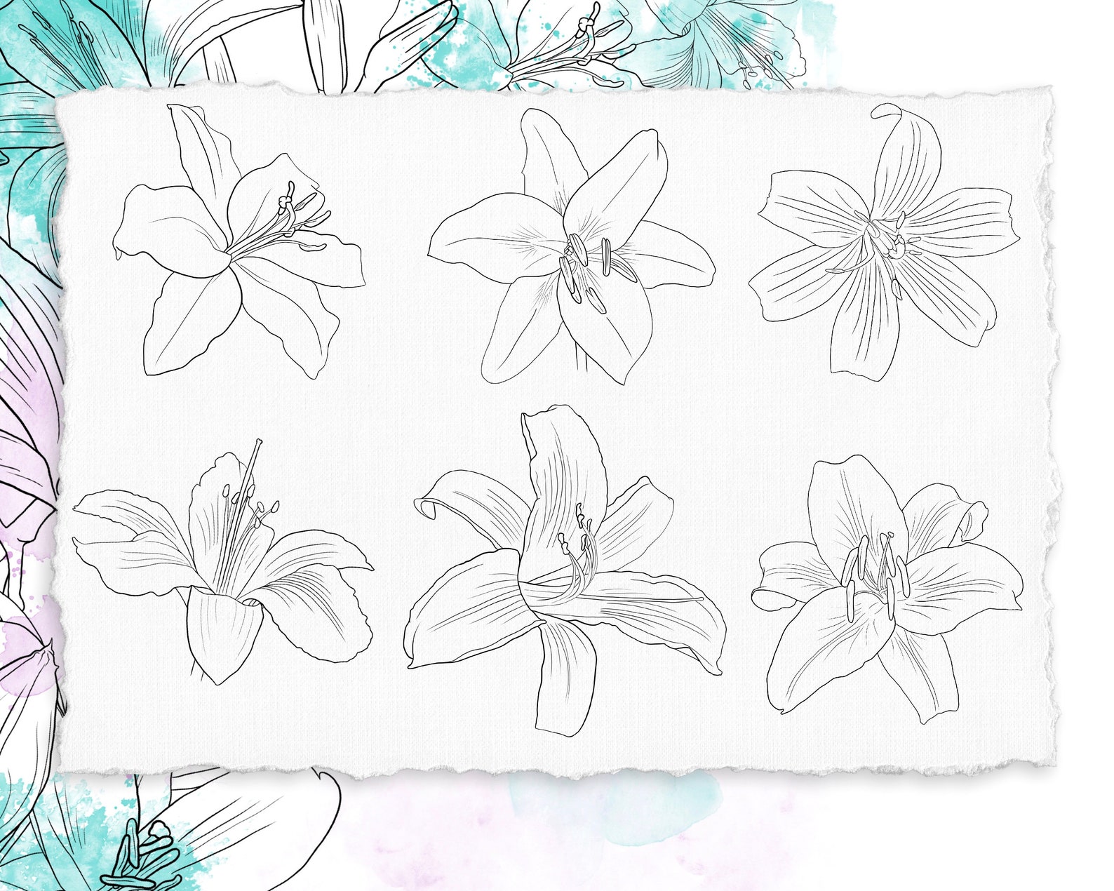 30 Hand-drawn Line-art Lily Stamp Brushes for Procreate - Etsy