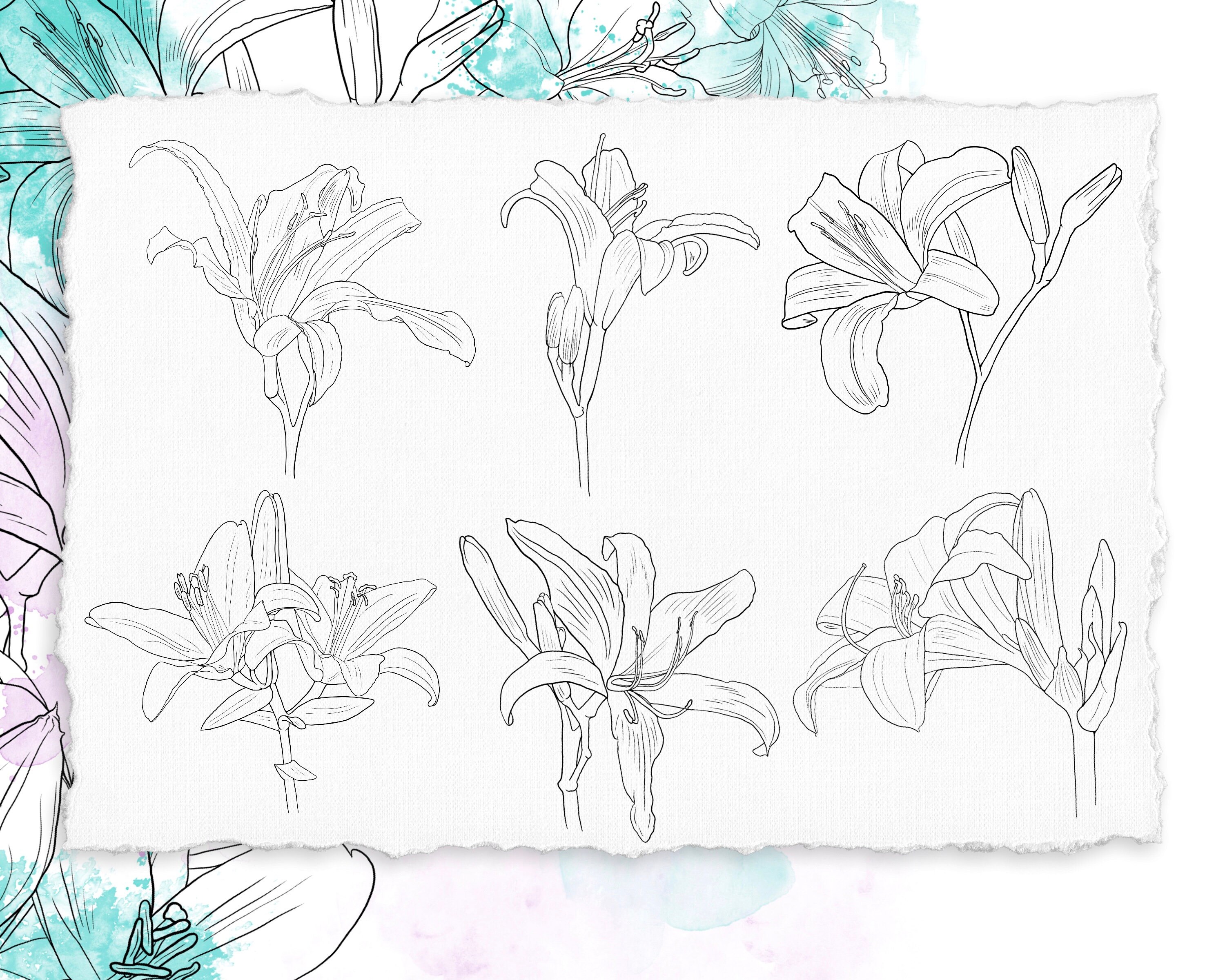 30 Hand-drawn Line-art Lily Stamp Brushes for Procreate | Botanical ...