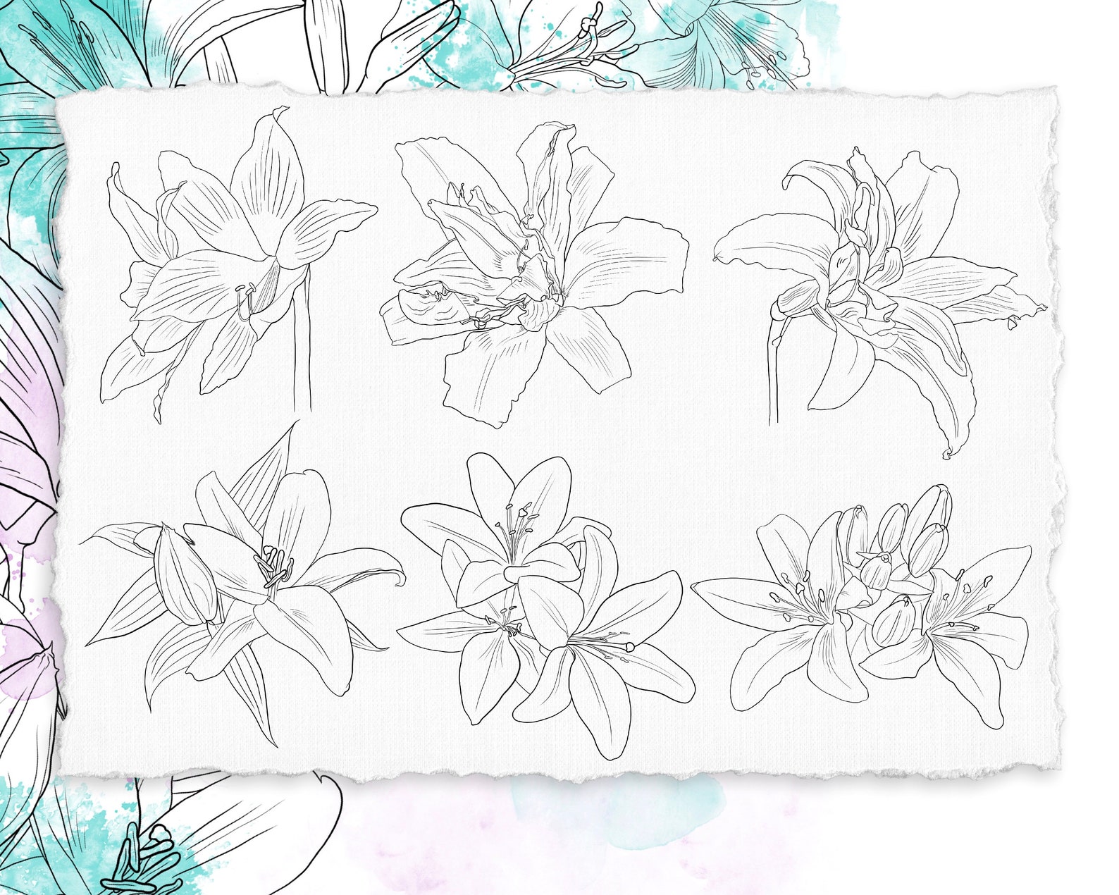30 Hand-drawn Line-art Lily Stamp Brushes for Procreate - Etsy