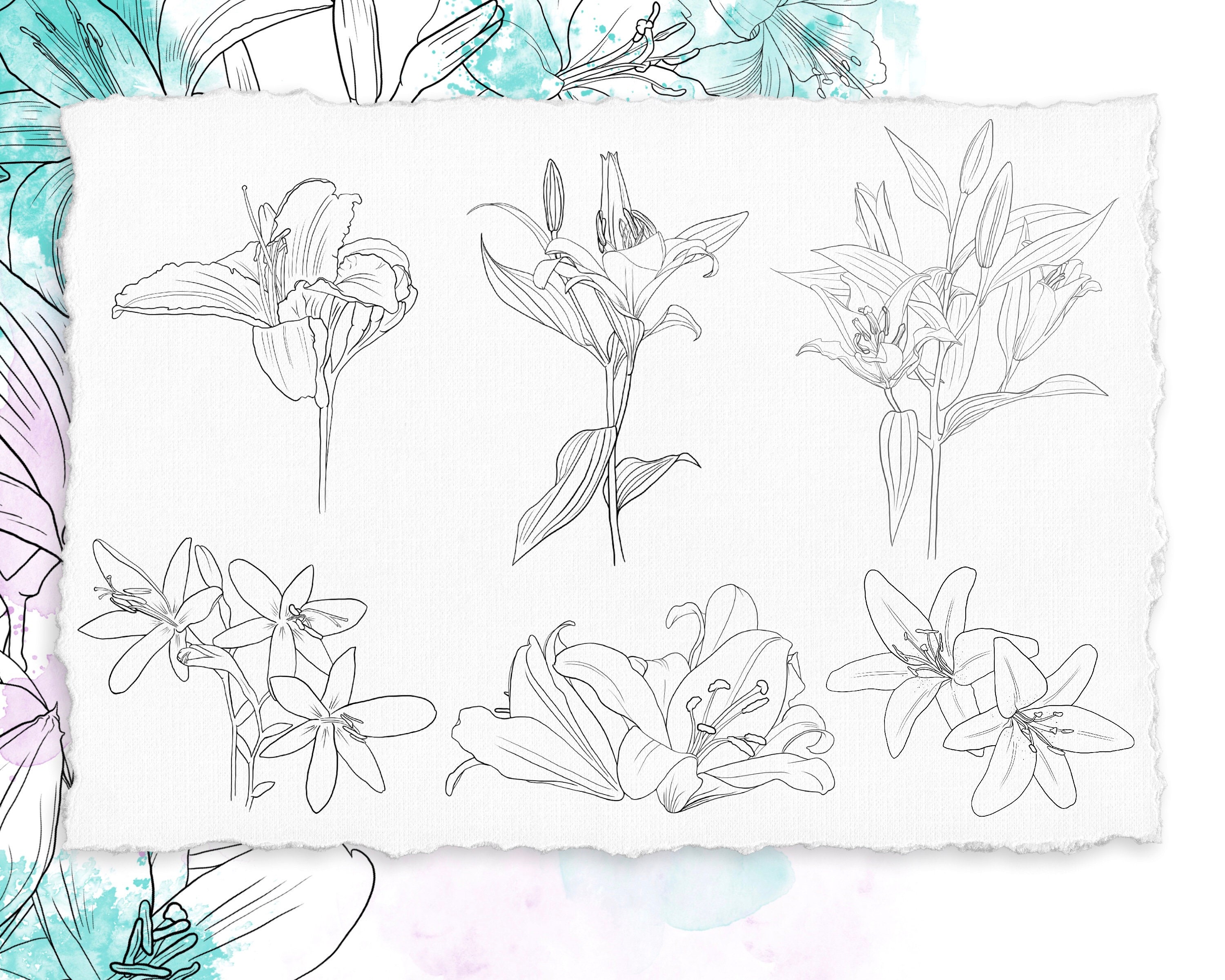 30 Hand-drawn Line-art Lily Stamp Brushes for Procreate | Botanical ...