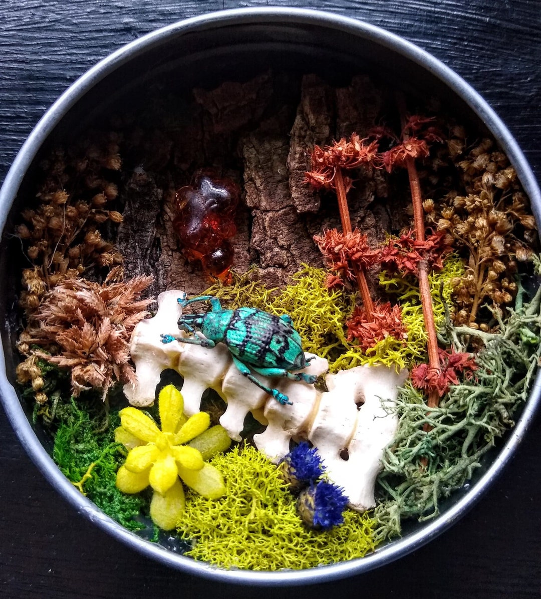 Chevrolatti Weevil Display Magnet - Etsy