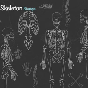 72 Human Skull Brush Stamp for Photoshop, Tattoo Ultimate Skull ...